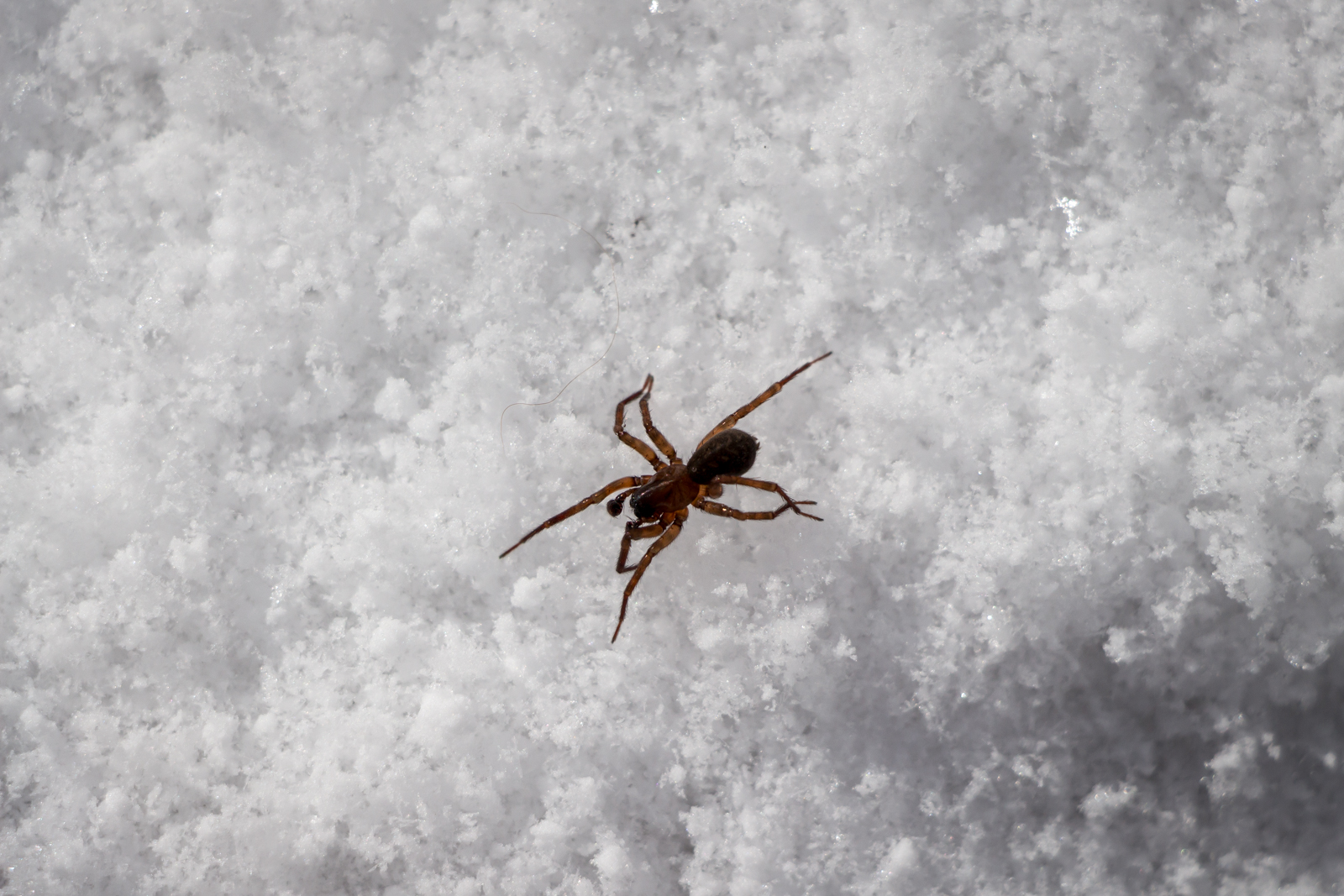 A Spider Battles the Snow