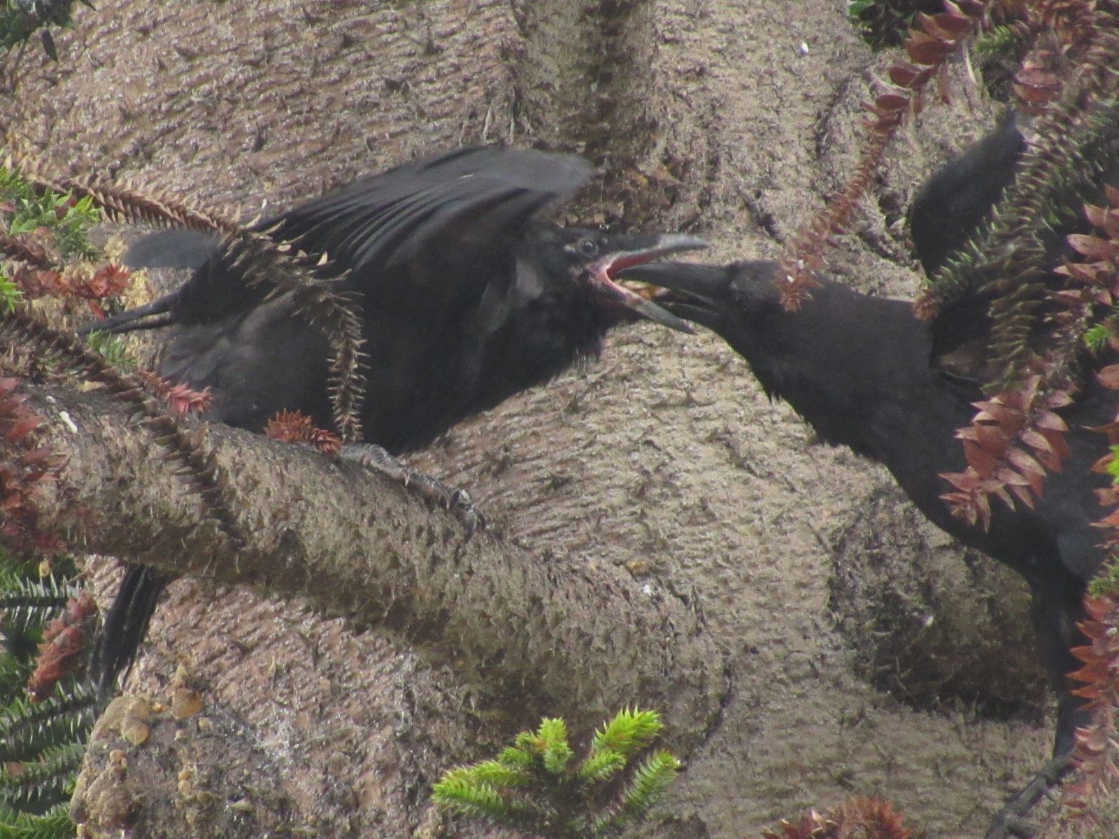 Baby Ravens are Adorable