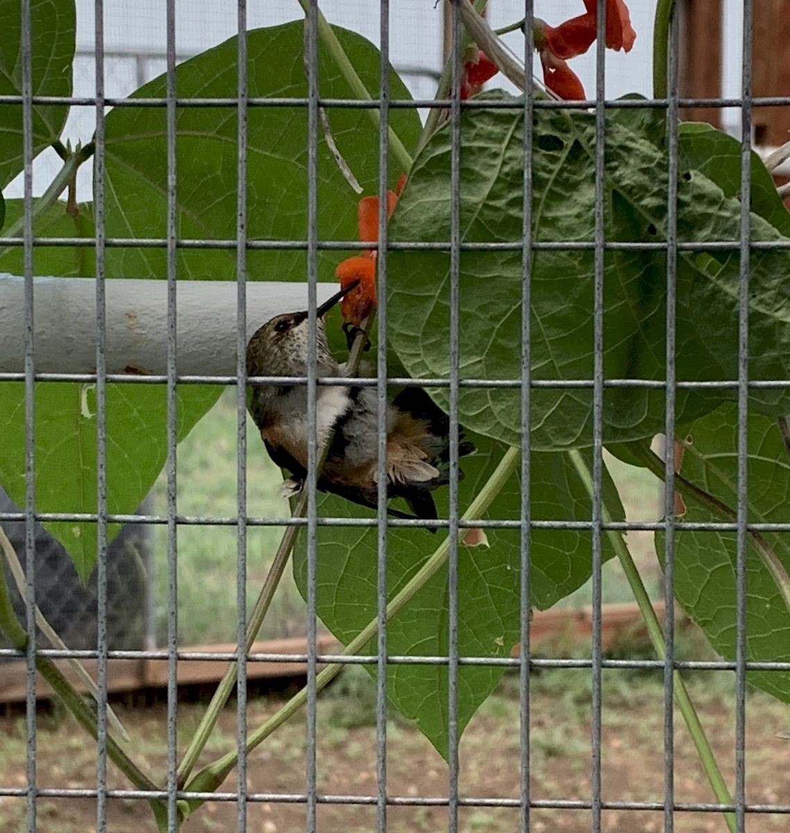 A Rare and Special Hummingbird Encounter