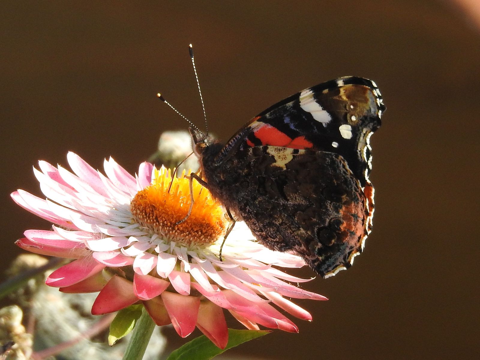 Autumn in a Flower Patch
