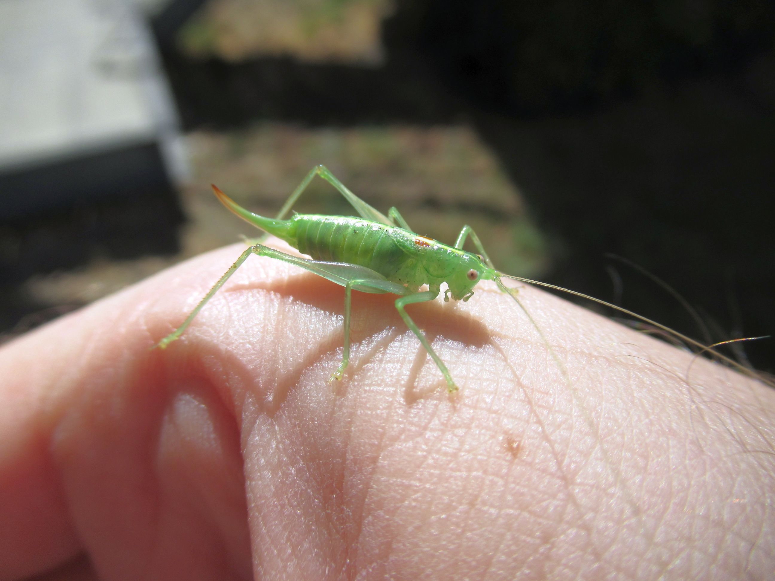 A Hitchhiking ‘hopper