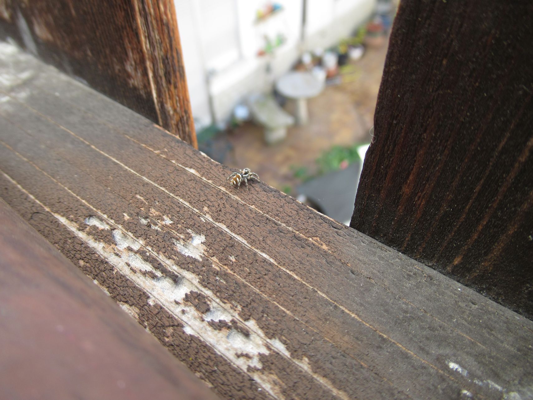 A Beauty of a Jumping Spider