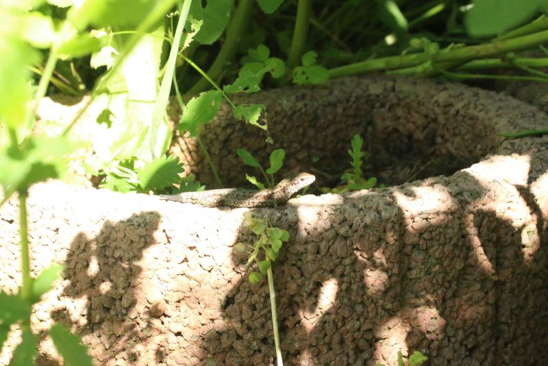 Most Boring Game of “Find That Lizard”