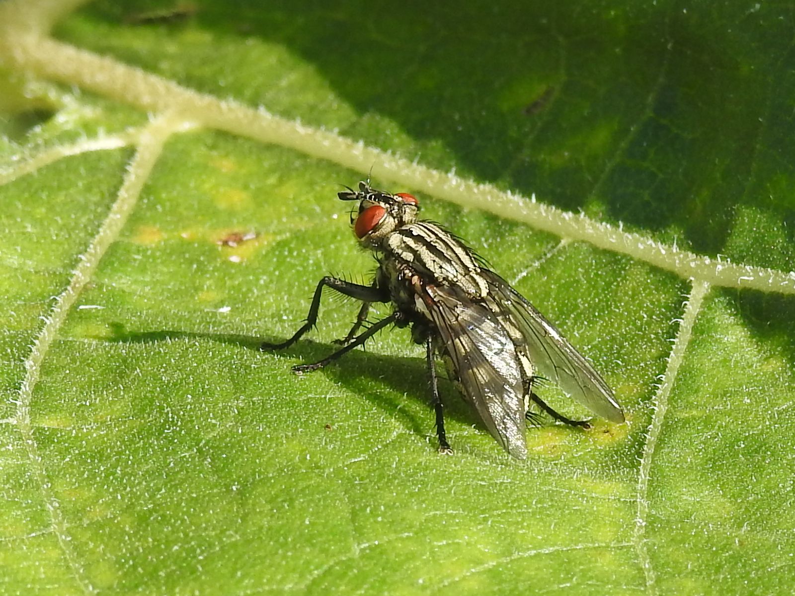 Sunflower Residence – Various Flies