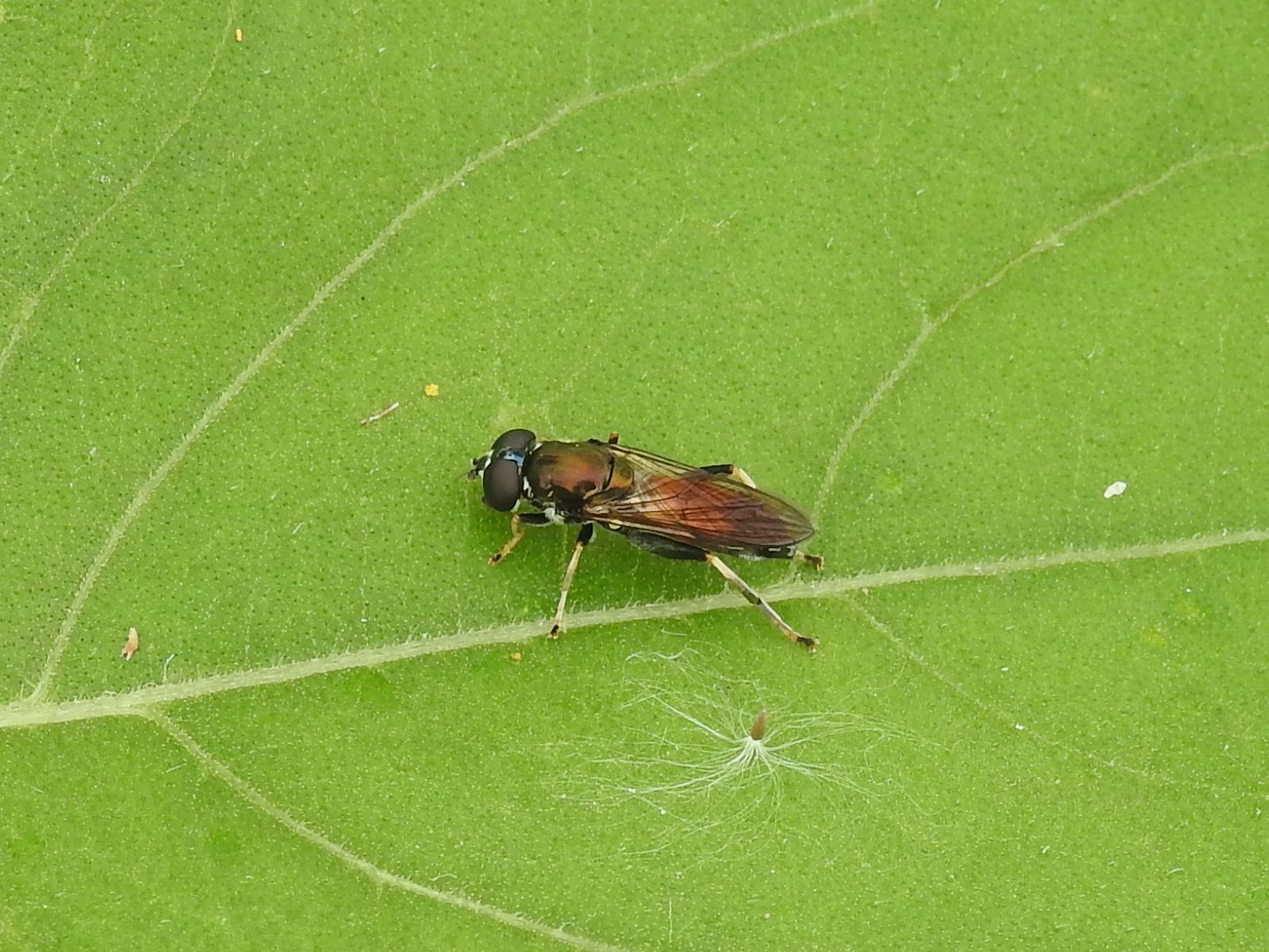 Sunflower Residence – More Flies
