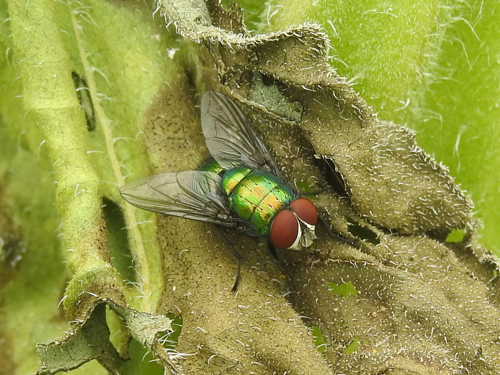 Sunflower Residence – Some Green Fly