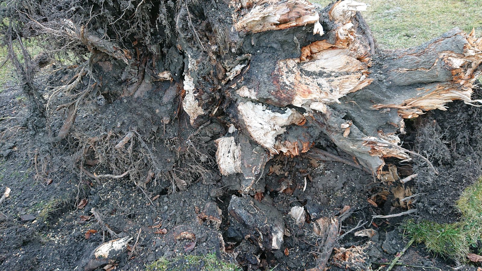 Dangers of Park Maintenance
