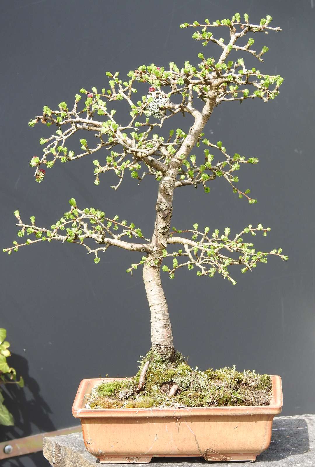 Bonsai for Beginners – Part 9 – Larch
