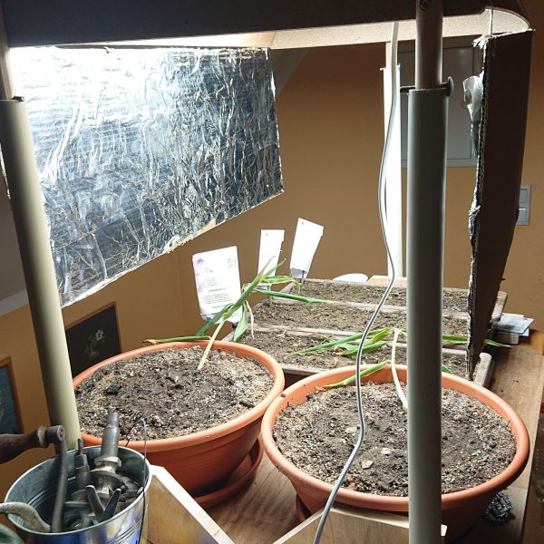 The Great Gardening of 2025 – Part 1 – LED There be Light