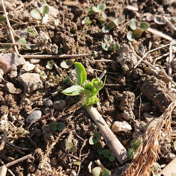 The Great Gardening of 2025 – Part 14 – Peek-a-Potato