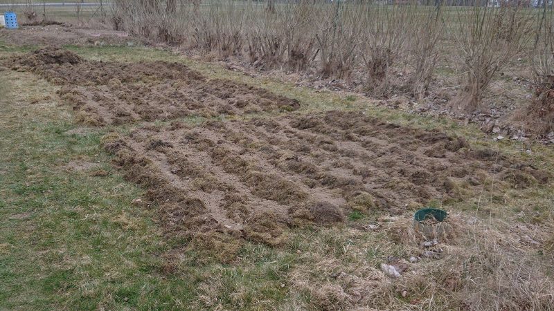 The Great Gardening of 2025 – Part 7 – Planting Potato Patches