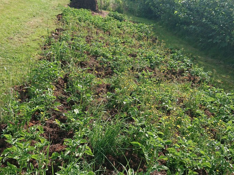 The Great Gardening of 2025 – Part 26 – Making More Muck