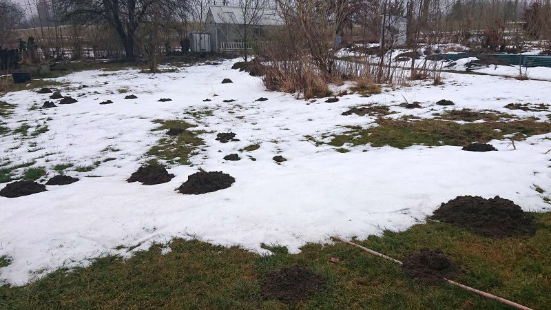 The Greater Gardening of 2026 – Part 3 – Molehills