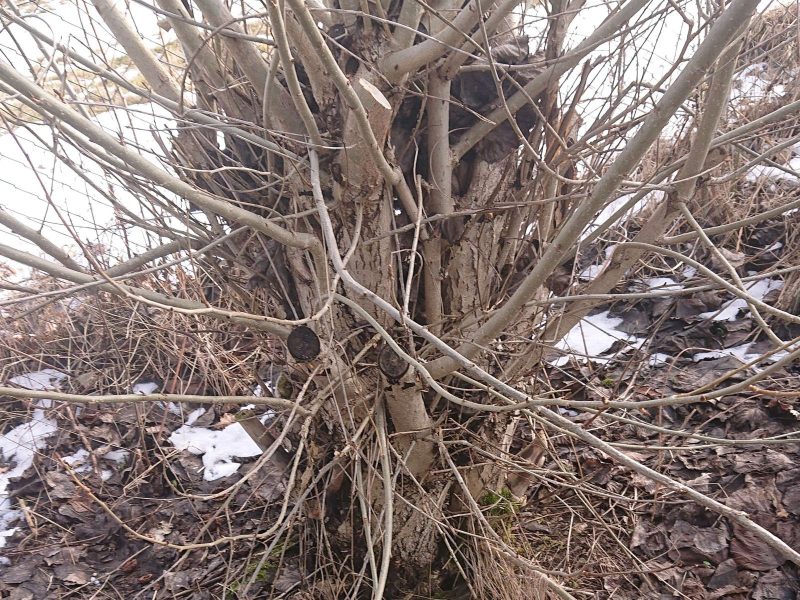 The Greater Gardening of 2026 – Part 6 – Cutting Coppice
