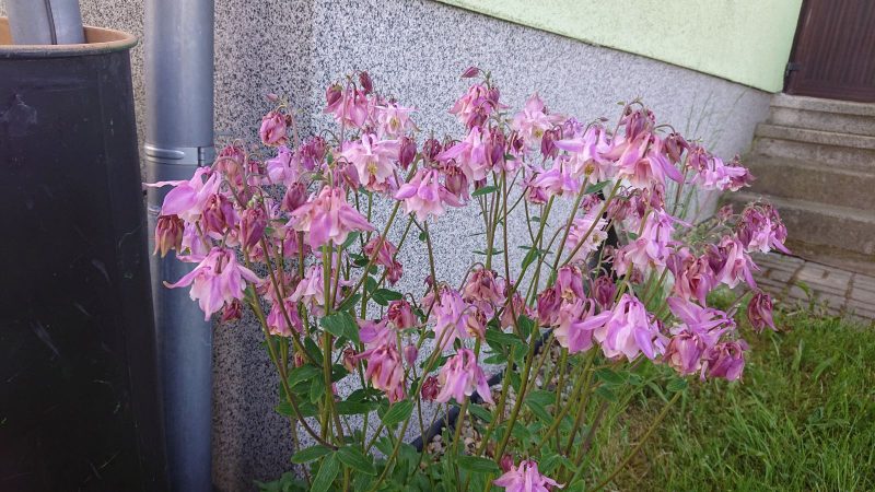 The Greater Gardening of 2026 – Part 17 – Towering Trellises