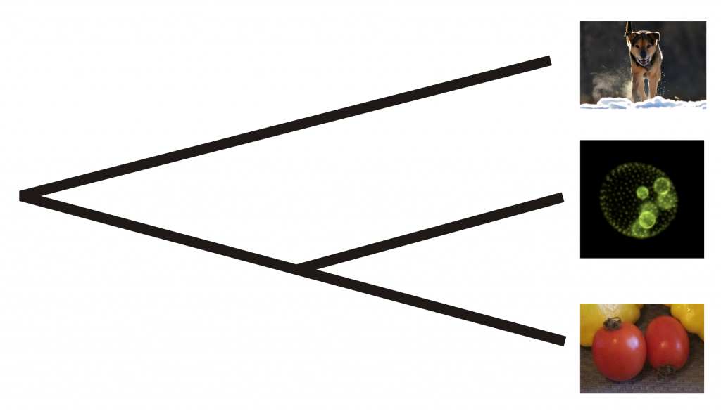 Ann Gauger teaches us about Volvox, part 1