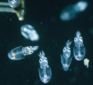 Friday Cephalopod: Squeee! Babies!