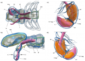 Mary’s Monday Metazoan: a venomous crustacean