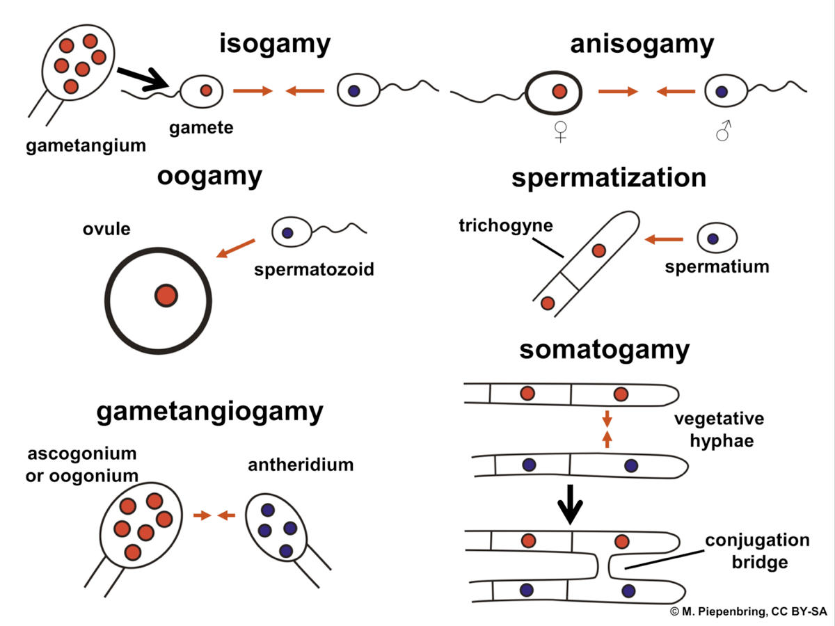 A little video about sex determination