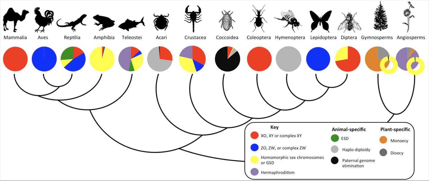 A little video about sex determination