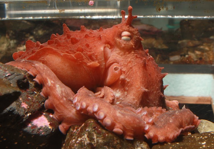 Friday Cephalopod: New octopus for a new year