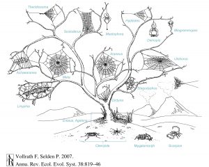 The perfect metaphorical image for spider taxonomy
