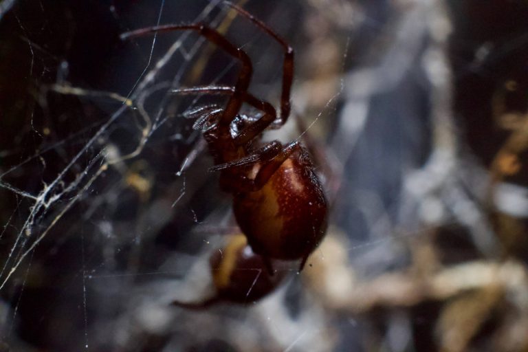 #Arachtober: The #Spider Swarm!