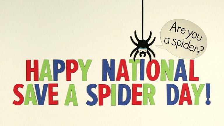 It’s officially Save a Spider Day