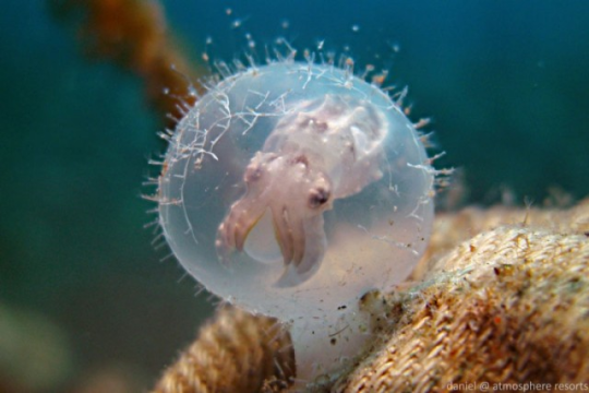 Friday Cephalopod: Baby in a bubble