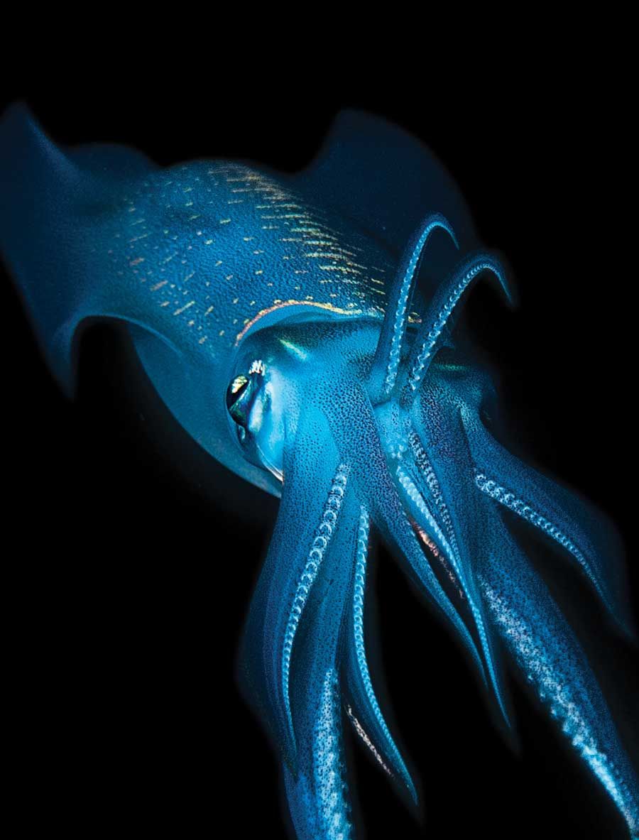 Friday Cephalopod: I hope you like the color blue