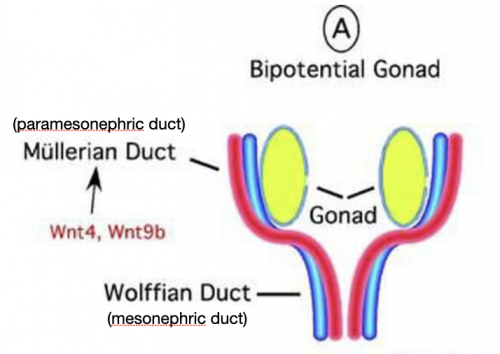 Endocrine disruptors — you’re soaking in them