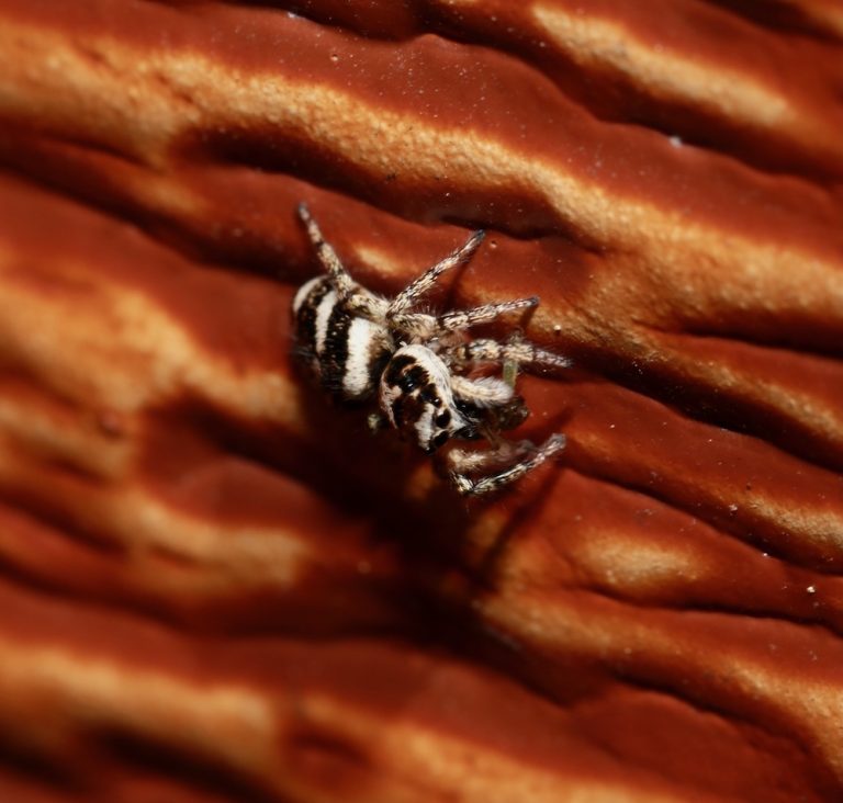 Spiders blooming everywhere!