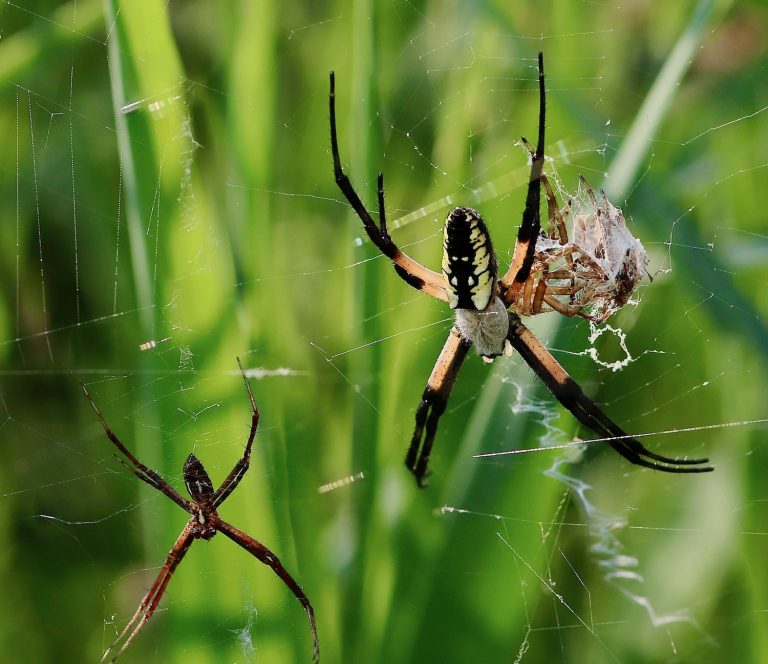 The kinky sex life of nephilid spiders