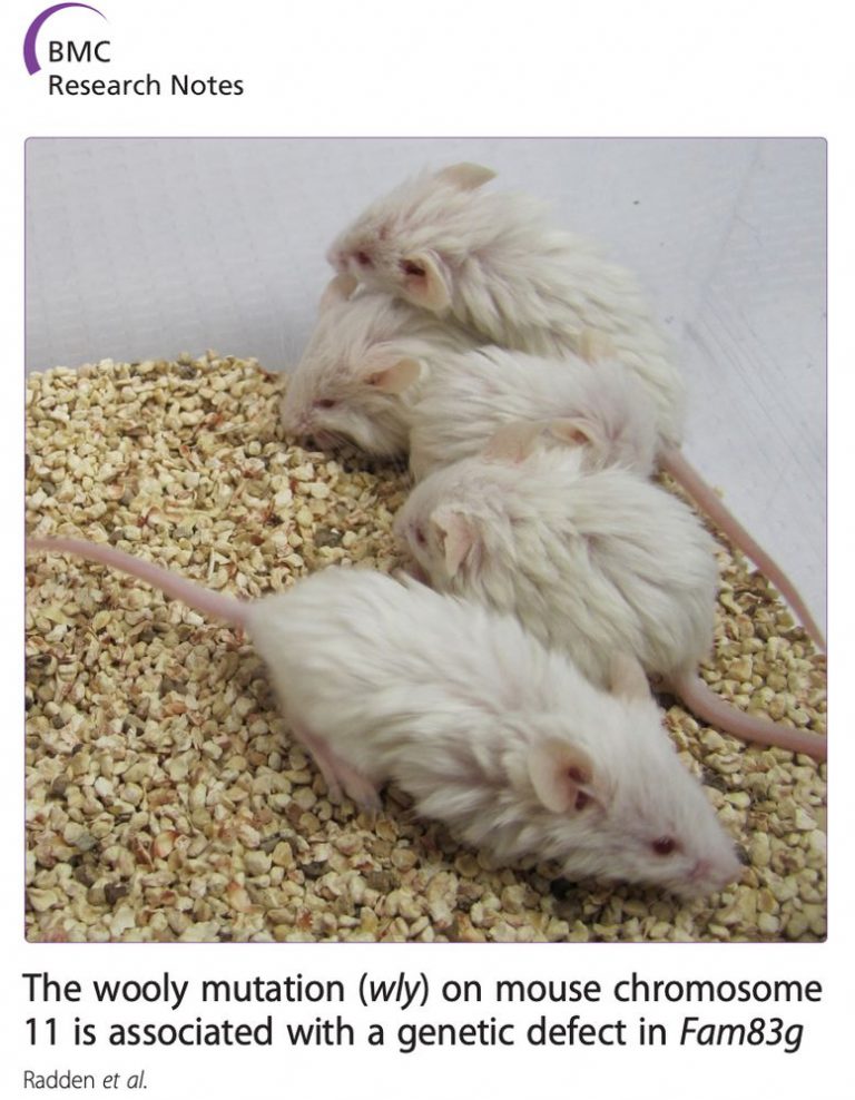 But we’ve already got wooly mice