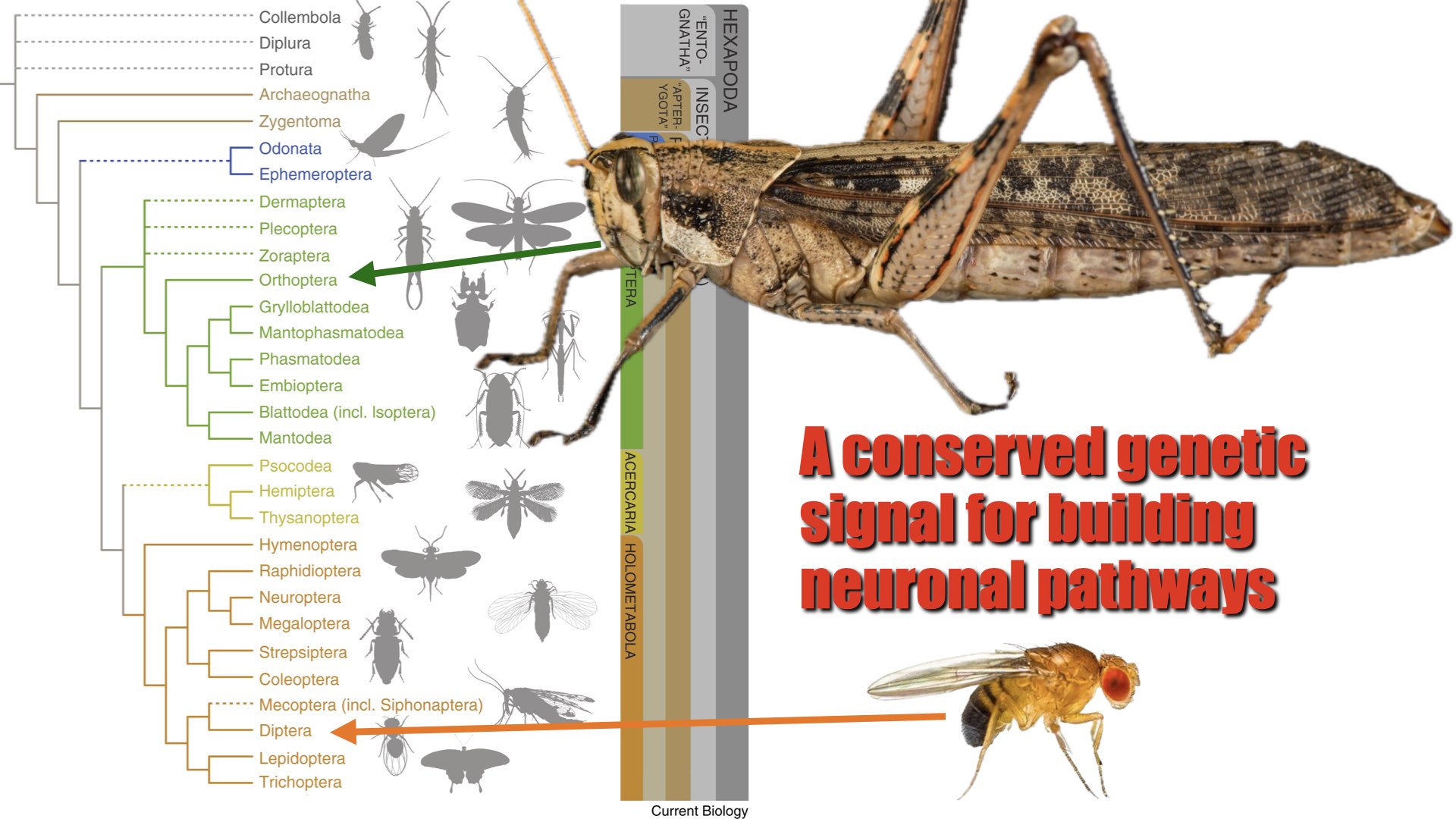 A conserved genetic signal for building neuronal pathways
