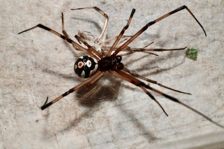 How many legs does a spider have?