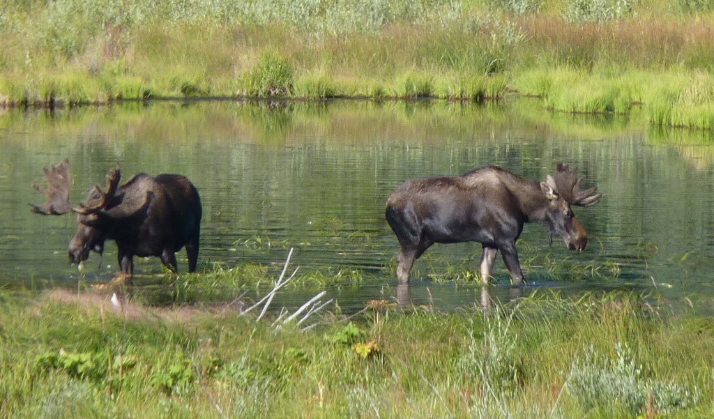 Friday Moose Blogging: Colorado Moose!