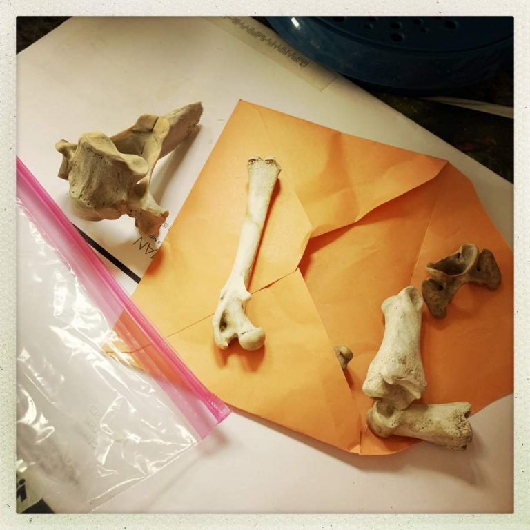 Silver Bones